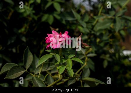 Beautiful pink traditional Indian rose also known as Desi gulab. Pink ...