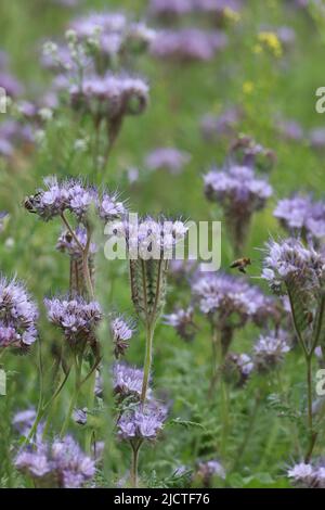 Tufted beauty (Phacelia tanacetifolia) , tufted beauty, bee friend ...