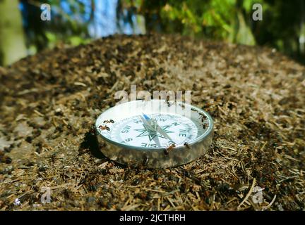 All animals are well oriented in space (wayfinding), as they have an ...