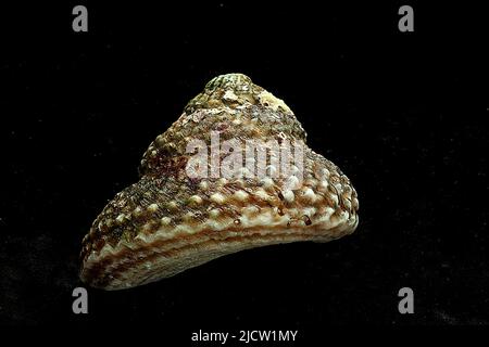 Cook's turban shell (Cookia sulcata Stock Photo - Alamy