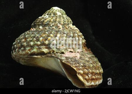 Cook's turban shell (Cookia sulcata Stock Photo - Alamy