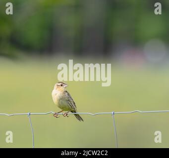 A female Bobolink up close on a wire fence with green background Stock ...