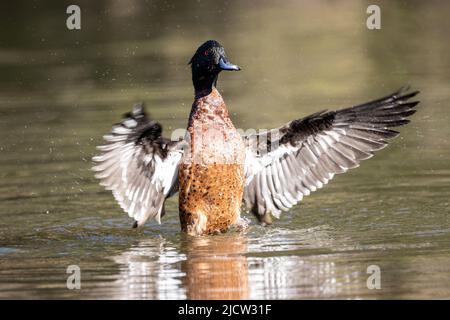 Australian Chestnut Teal Duck (Anas castanea Stock Photo - Alamy