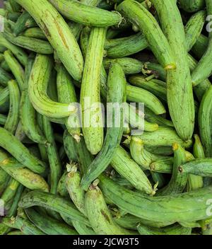 fresh sponge guard many close up from top angle Stock Photo - Alamy