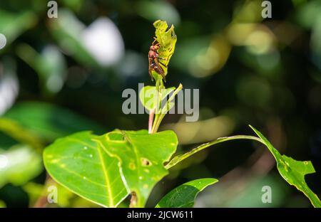 An Australian hornet (Abispa ephippium) perched on a leaf in Sydney ...