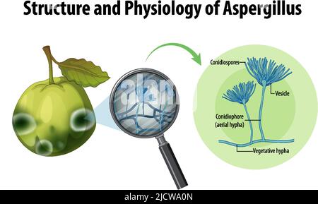Structure and Physiology of Aspergillus illustration Stock Vector Image ...