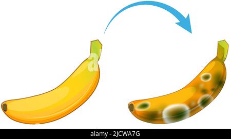 Inedible decomposed banana with mould illustration Stock Vector Image ...