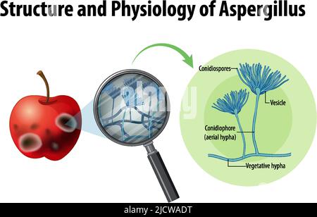 Structure and Physiology of Aspergillus illustration Stock Vector Image ...