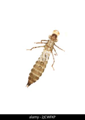Macro of an isolated empty skin of a dragonfly larva Stock Photo - Alamy