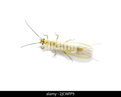 Closeup on green stonefly plecoptera isolated on white background Stock ...