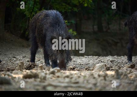 Large dominant wild hog female rooting in the forest Stock Photo - Alamy