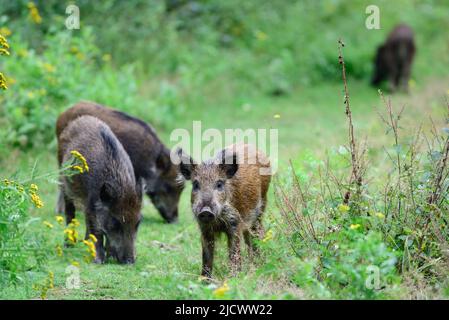 Wild boar pack looking for food in a forest clearing, summer, lower ...