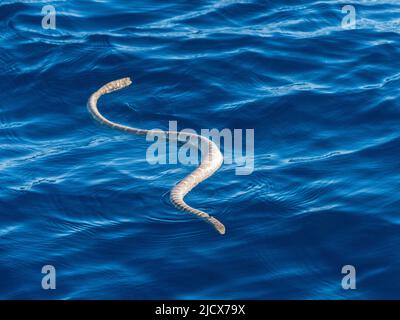 Adult olive-headed sea snake, Hydrophis major, swimming on Ningaloo ...