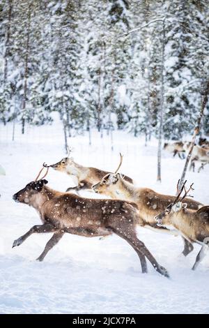 Reindeer covered with snow during the arctic winter. Reindeer Farm near ...