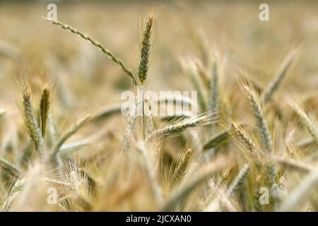 Wheat field, cultivated plants and agriculture, Yonne, France, Europe ...