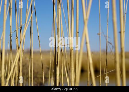 Reed bed in the nature texture background Stock Photo - Alamy