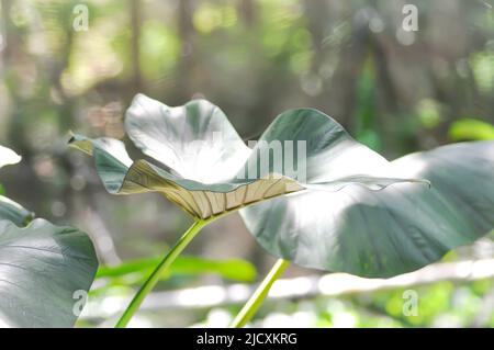 Alocasia Regal Shield ,Alocasia plant in the garden Stock Photo - Alamy