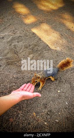 Squirrel being hand fed by a human Stock Photo - Alamy