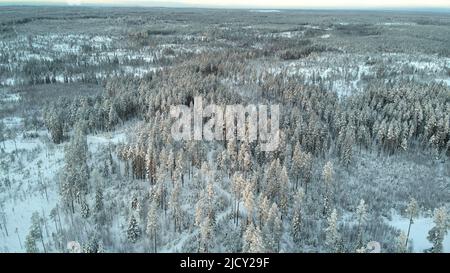 Sunbeams lightly touching the tree tops in winter Stock Photo - Alamy