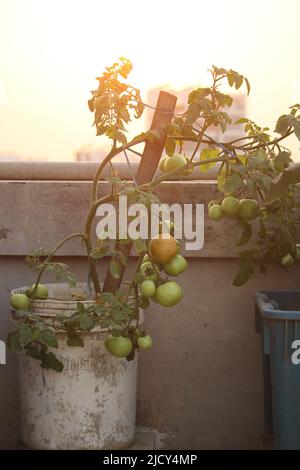 A person holds a fresh red tomato in their palm while standing in a ...