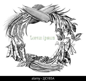 Bread bean vector sketch plant. Botanical design of vicia faba or broad ...