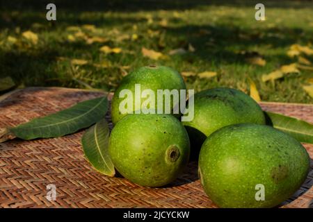 Freshly plucked Green mango fruits on ground. Green mangoes known as ...