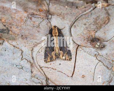 Bird's wing moth (Dypterygia scabriuscula) resting on moss. The species ...