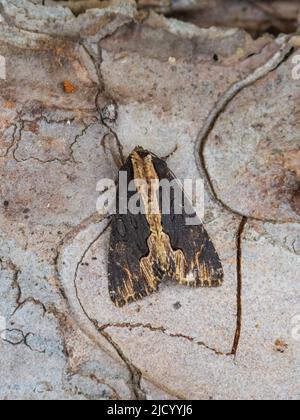 Bird's wing moth (Dypterygia scabriuscula) resting on moss. The species ...