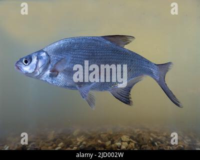 Abramis brama, or Common Bream, also known as Lake Bream, Freshwater ...