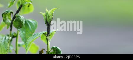 Damaged blackcurrant leaves from a harmful insects aphids stock footage ...
