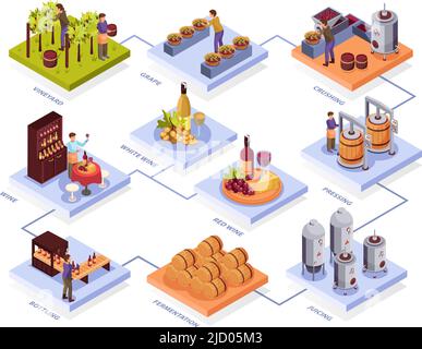 Wine production isometric flowchart with grape bunches seedlings wooden ...