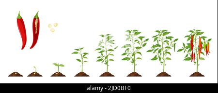 Chili pepper growth stage. Seed germination steps in soil. Hot chilli pepper grow cycle ...