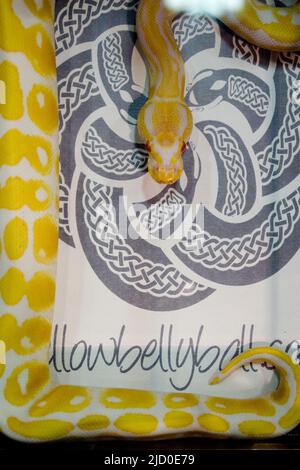 An abstract photo of an albino snake, taken during a reptile show in ...