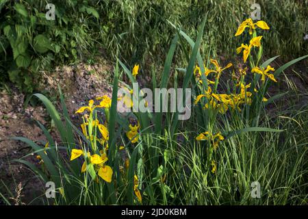 Water irises by a stream of water in the countryside Stock Photo - Alamy