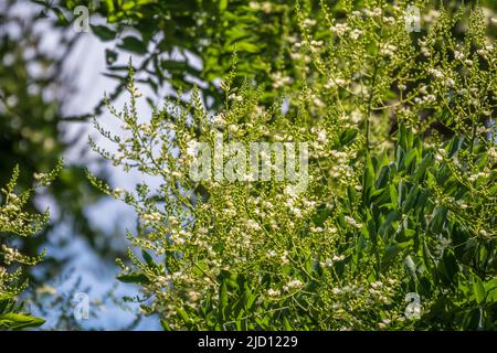 Leaves of Ailanthus altissima known as the Tree of Heaven, Ailanthus or ...