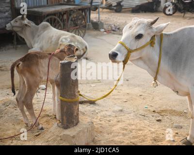 Cow and calf tied by rope to iron pole in Indian village rural area ...