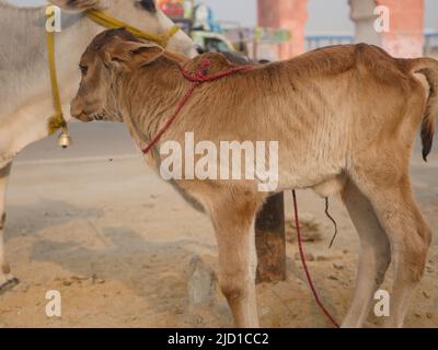 Cow and calf tied by rope to iron pole in Indian village rural area ...