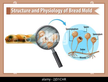Structure and Physiology of Bread Mold illustration Stock Vector Image ...