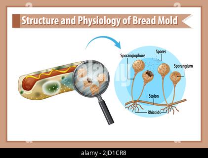 Structure and Physiology of Bread Mold illustration Stock Vector Image ...