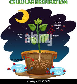 Diagram showing cellular respiration illustration Stock Vector Image ...