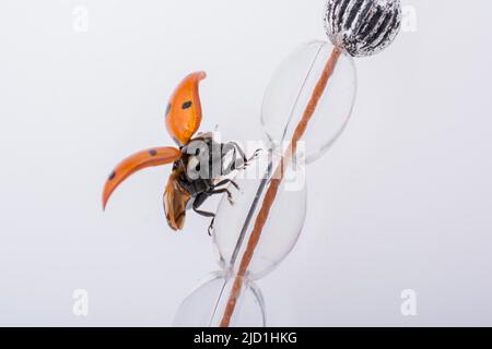 Beautiful photo of red ladybug walking around objects Stock Photo - Alamy