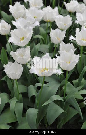 White fringed tulips (Tulipa) North Pole bloom in a garden in April ...