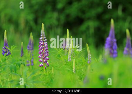 Lupinia (Lupinus), legume (Fabaceae), Krauchenwies, Upper Danube nature ...