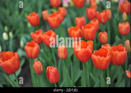Triumph tulips (Tulipa) Orange Juice bloom in a garden in March Stock ...