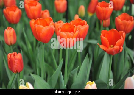 Triumph tulips (Tulipa) Orange Juice bloom in a garden in March Stock ...