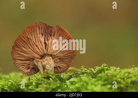 Mushroom cap with lamellae, Agaric fungus, cross section, 20X light ...