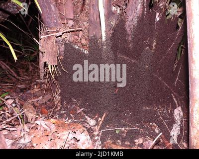 legionary marabunta Army ant bivouac tent at the base of a Cohune palm ...