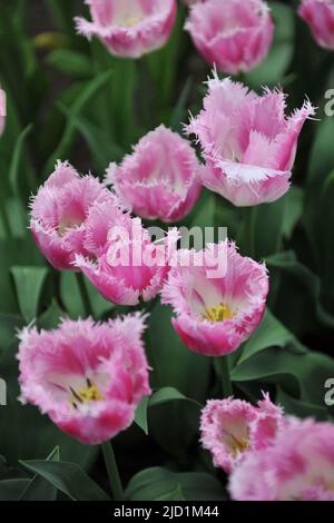 Tulipa ‘Oviedo’ Fringed 7 Oviedo tulip - white flowers, pink margins ...