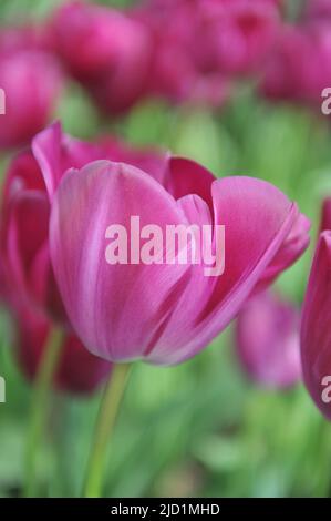Purple Triumph tulips (Tulipa) Paarse Graffiti bloom in a garden in ...