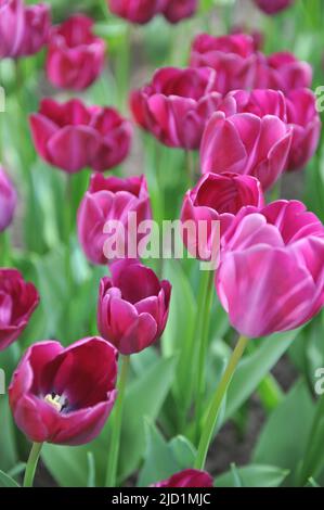 Purple Triumph tulips (Tulipa) Paarse Graffiti bloom in a garden in ...
